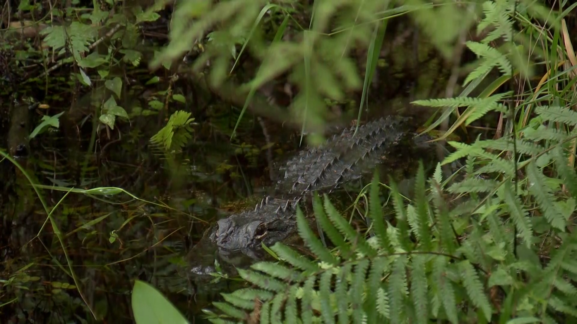 Alligator attack in Collier County sends woman to hospital | Collier ...