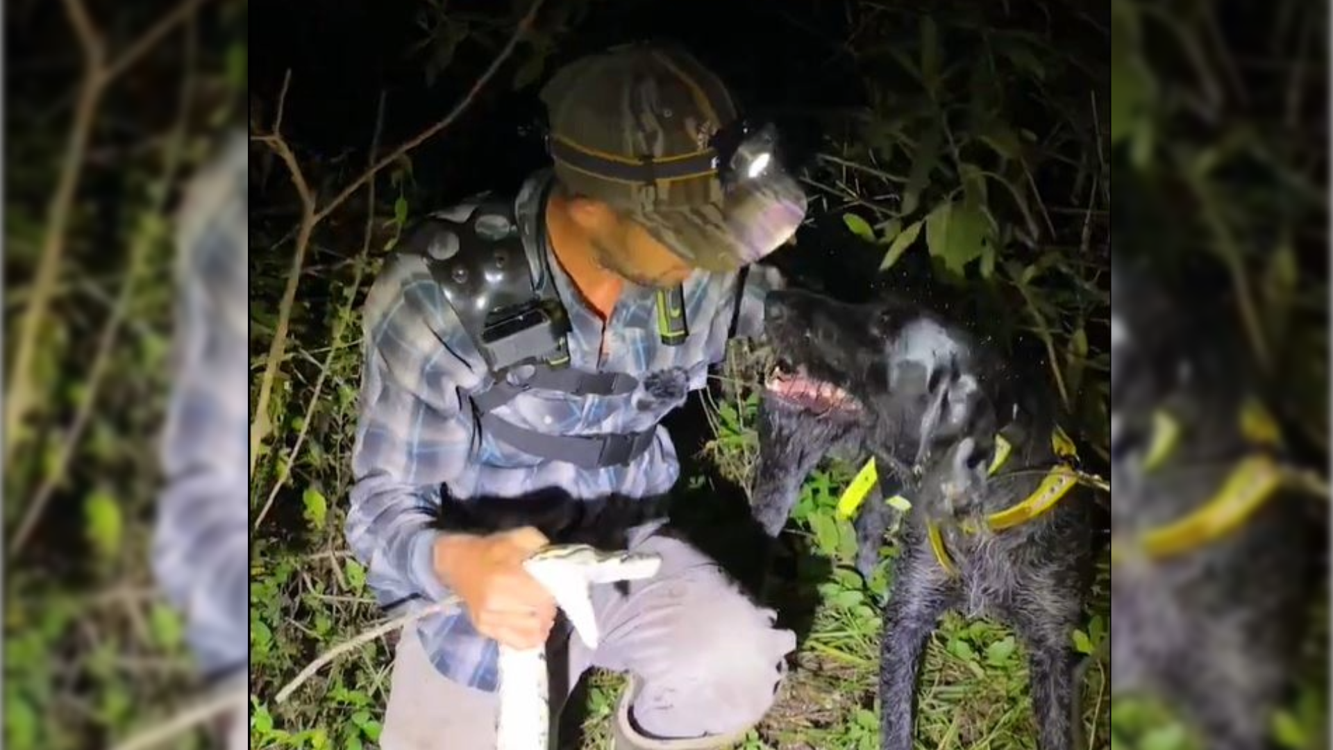 Python Cowboy’s dog Otto helps capture invasive snake in the Everglades ...