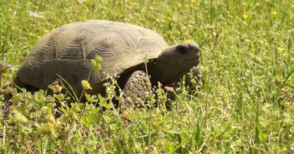 Protecting gopher tortoises, a threatened Florida species | Lee County ...