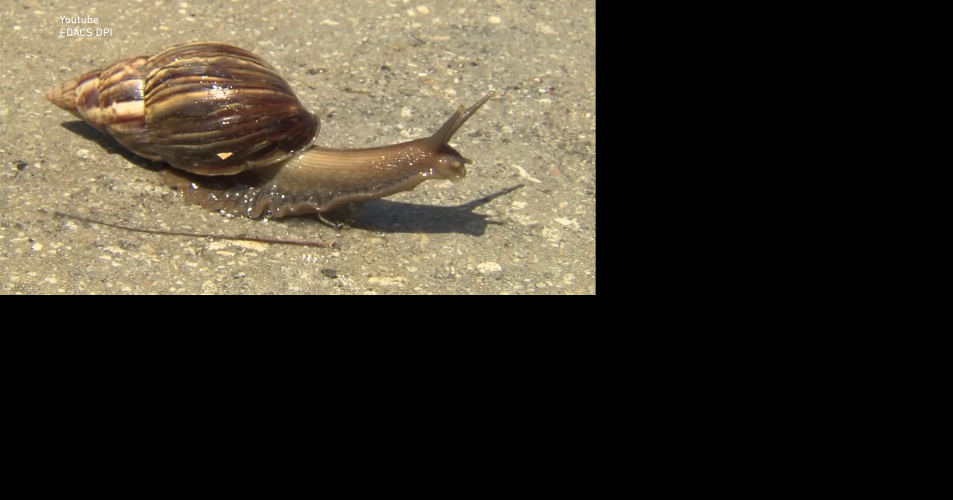 Dangerous, invasive giant African land snails found in Fort Myers ...
