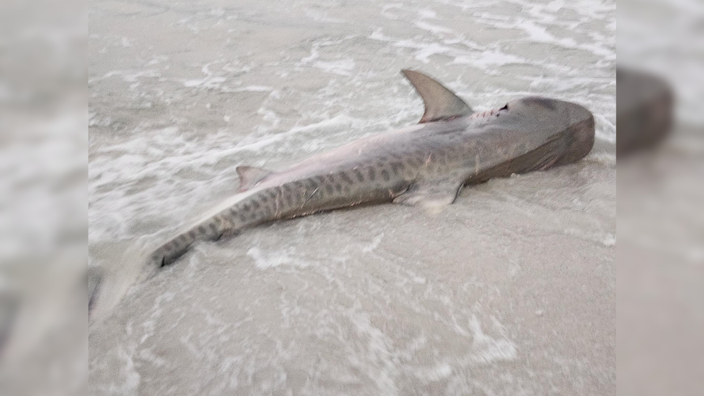 Marco Island beachgoers stunned by 12-foot tiger shark sighting ...