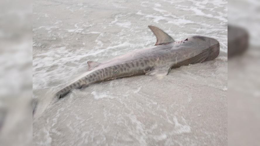 tiger shark sighting