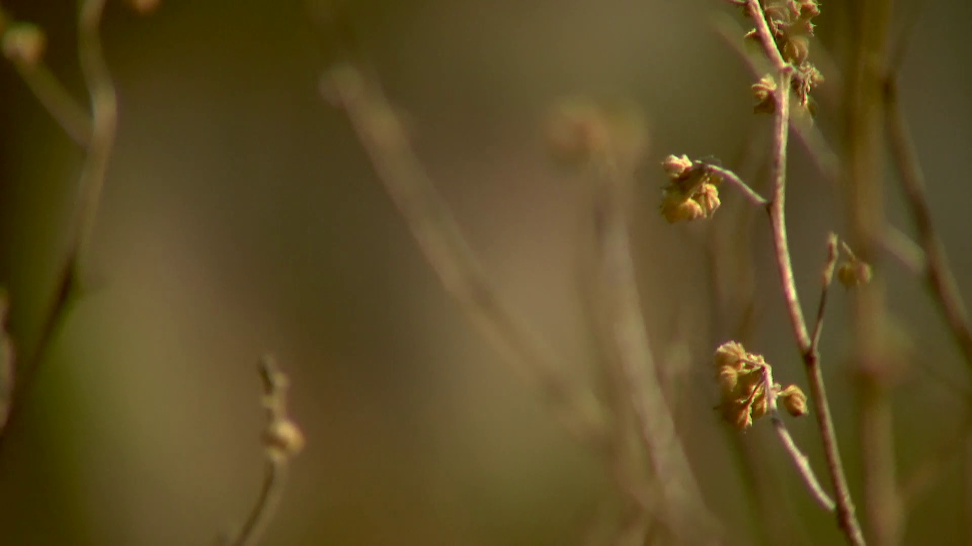 Cold snap worsens wildfire risk in Southwest Florida | State | winknews.com