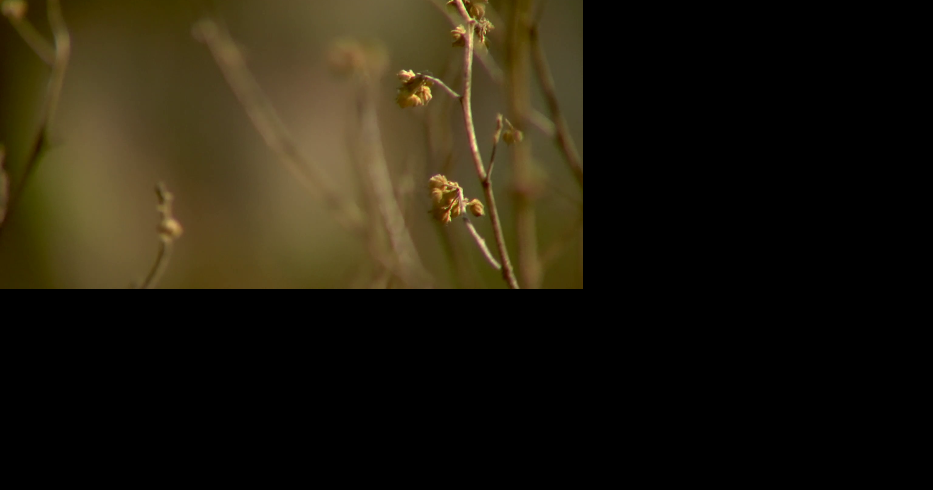 Cold snap worsens wildfire risk in Southwest Florida | State | winknews.com