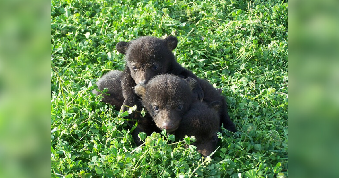 FWC to discuss possible plans for December bear hunt | State | winknews.com