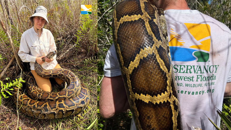 8,080lbs of invasive Burmese pythons removed, breaks record | Collier ...