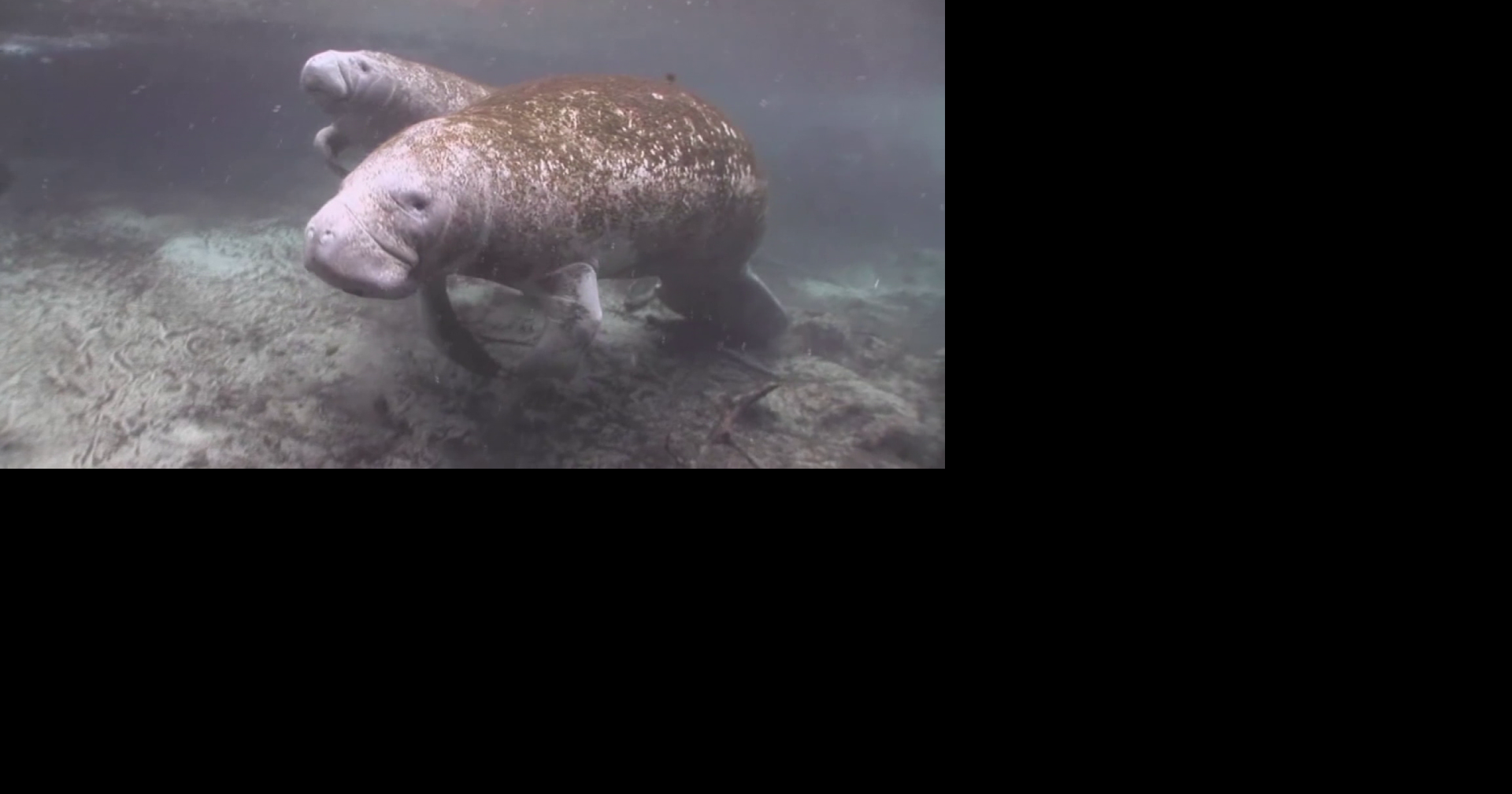 3 manatees released back into the wild after almost a year-long rehab ...