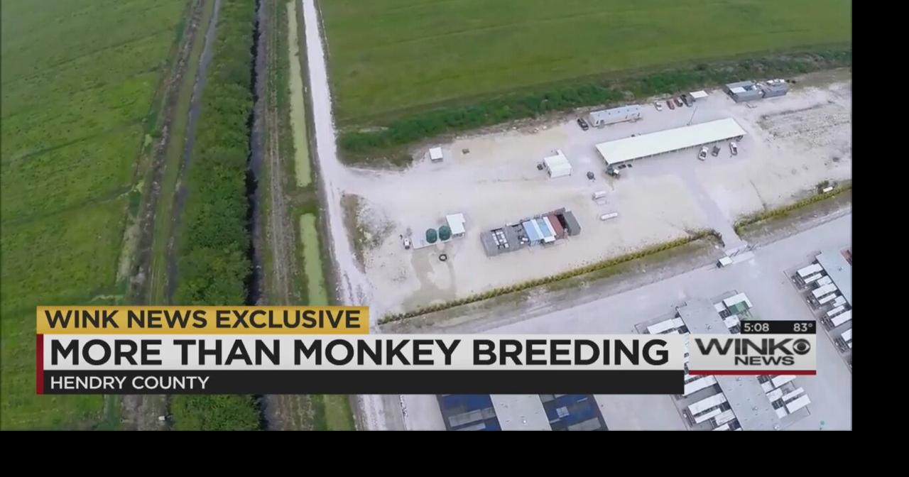 USDA Report: Hundreds of monkey tests/experiments performed by Hendry ...