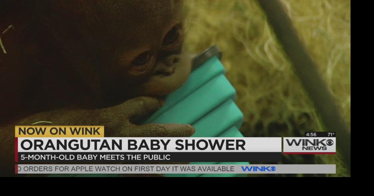 Orangutan baby shower at Utah zoo | News | winknews.com