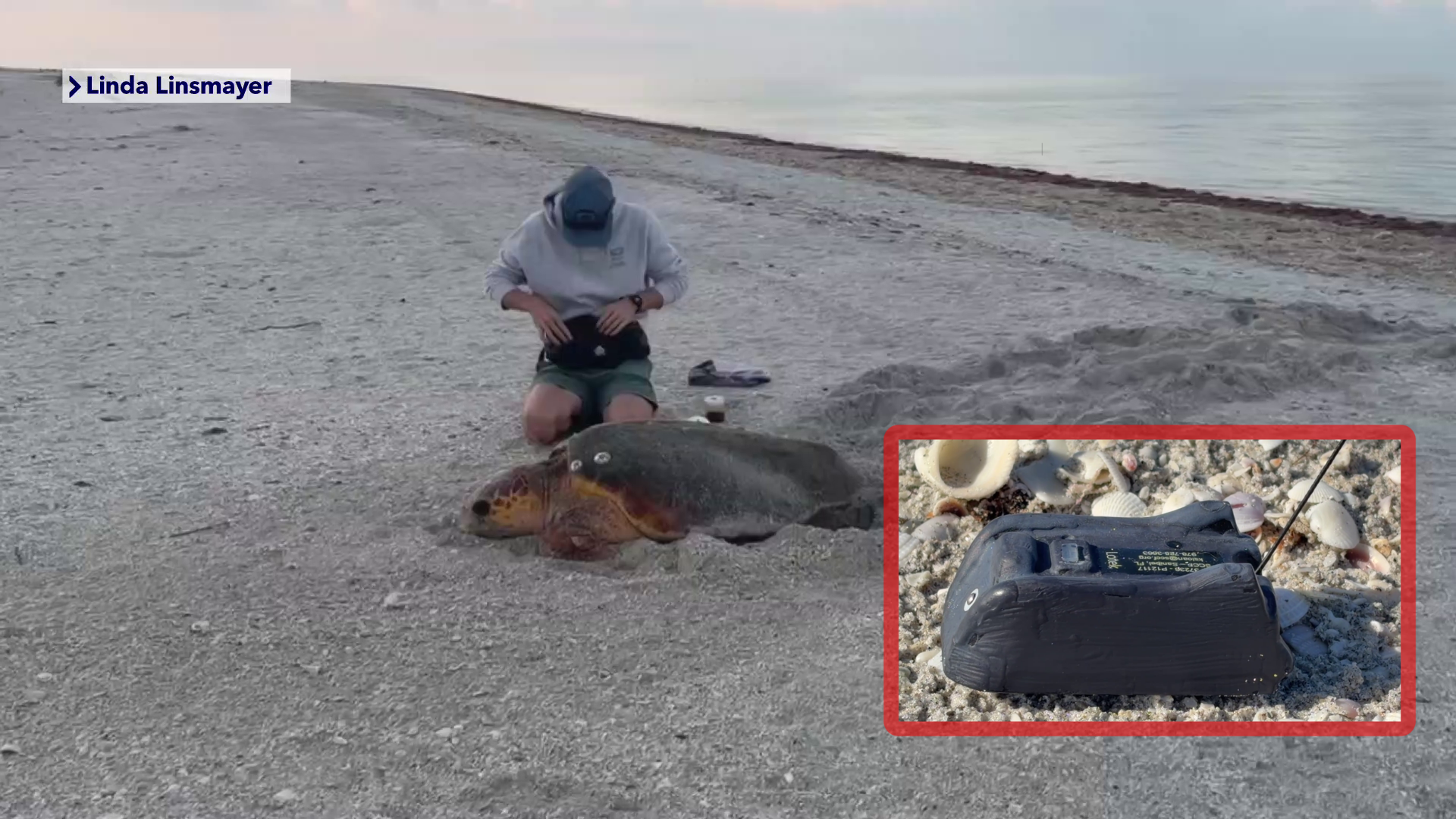 Sanibel scientists track 3 loggerhead sea turtles with satellite tags ...