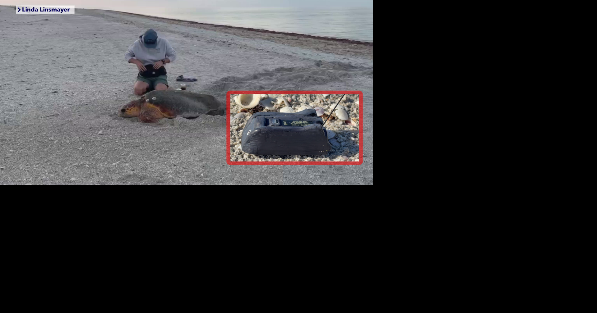 Sanibel scientists track 3 loggerhead sea turtles with satellite tags ...