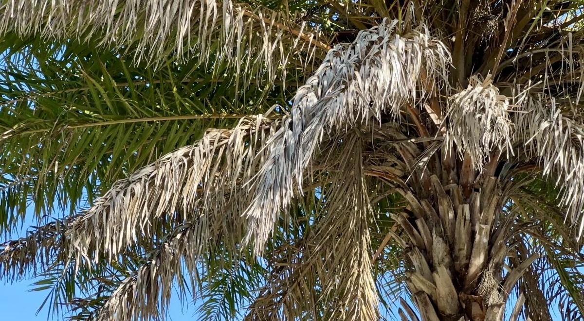Lethal bronzing disease threatens Florida's iconic palm trees | Lee ...