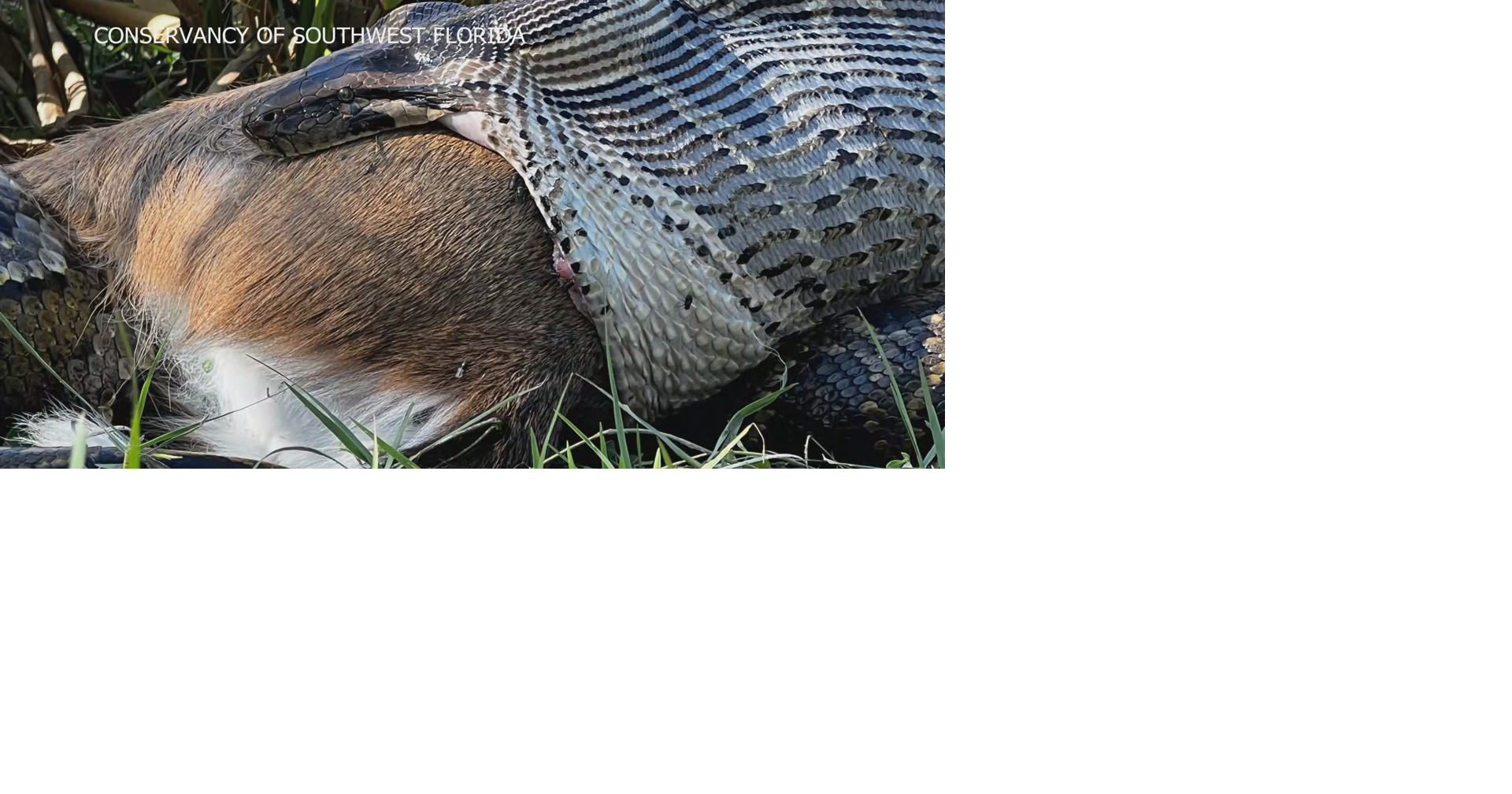 Invasive Burmese Python jaws larger than previously thought | Collier ...