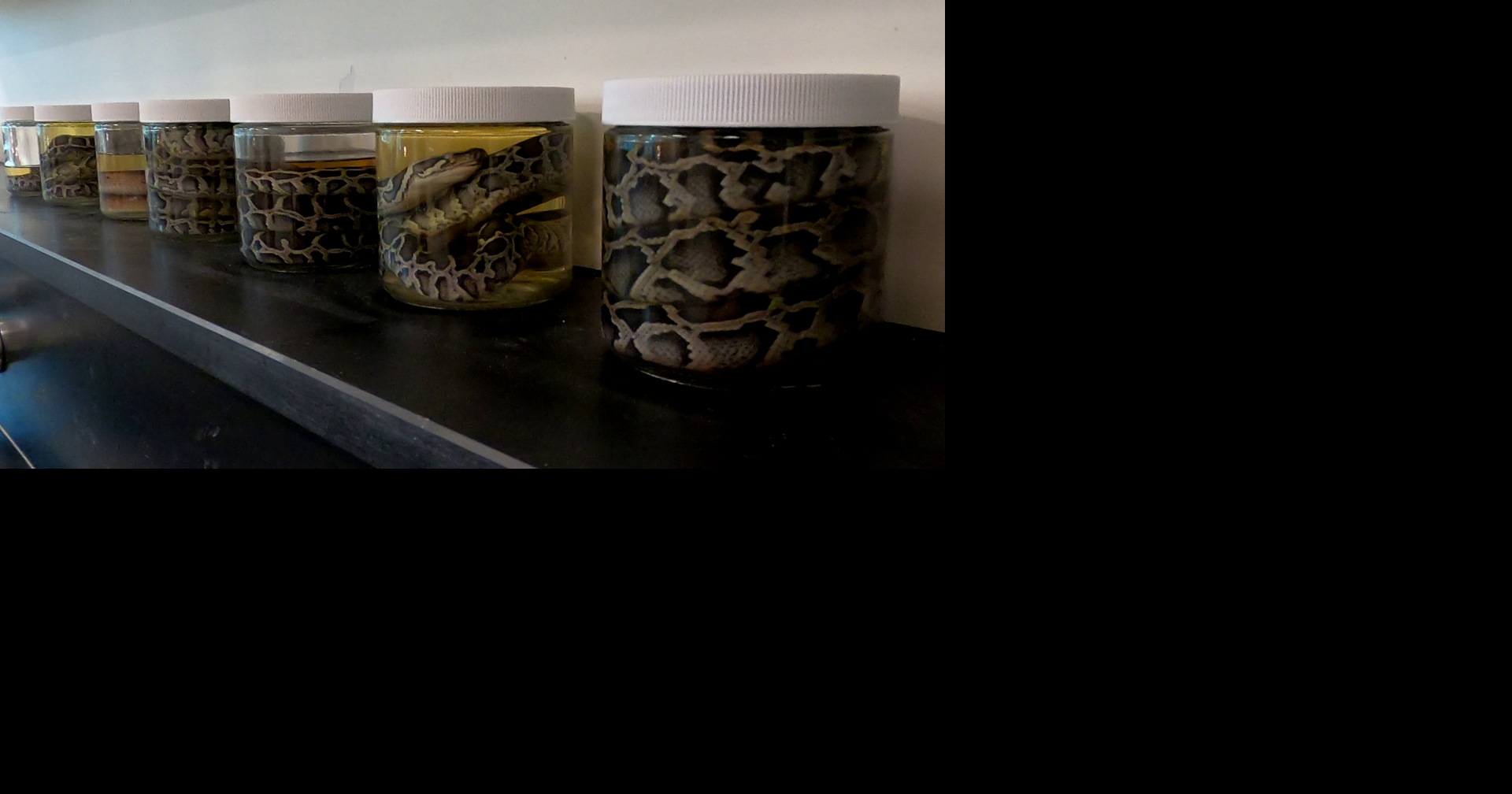 Program tries to eradicate invasive Burmese pythons from Everglades by ...