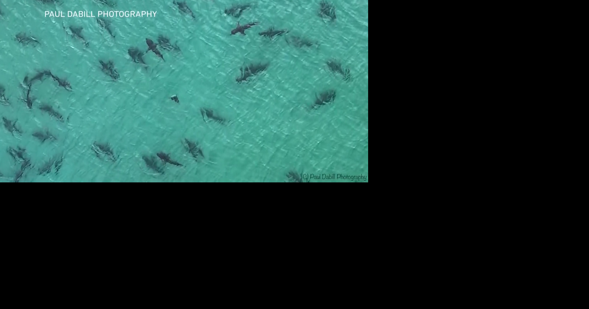 Science behind SWFL shark surge | Collier County | winknews.com
