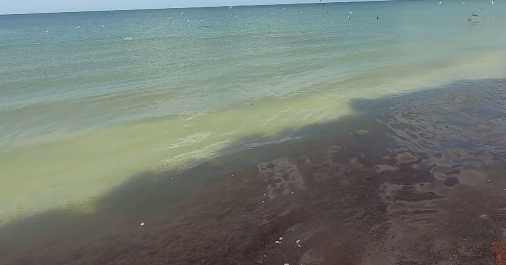 Unsightly red drift algae on Bowman’s Beach won’t go away | Lee County ...
