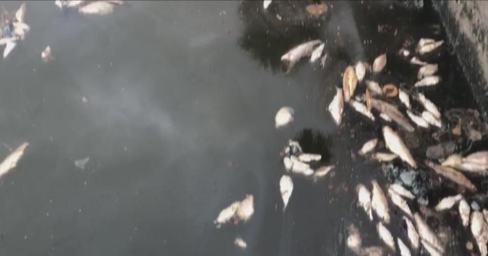 Collier red tide Q&A meeting open to the public Wednesday | Collier ...