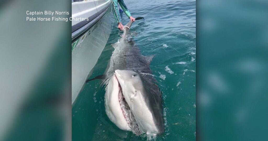 12-foot tiger shark caught off Naples Beach | Collier County | winknews.com