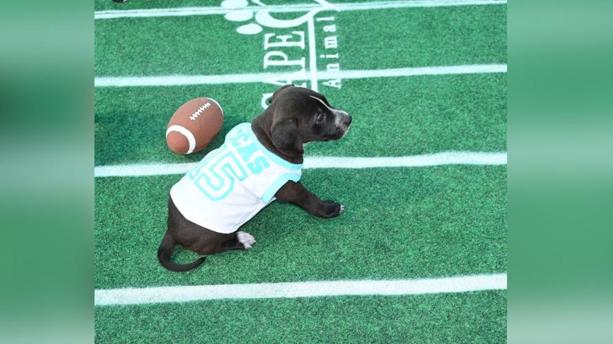 Move over, Super Bowl LIX–the Puppy Bowl is coming to Cape | Lee County ...