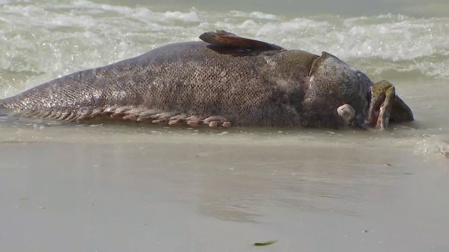 Red tide floods Southwest Florida coasts with dead fish, breathing ...