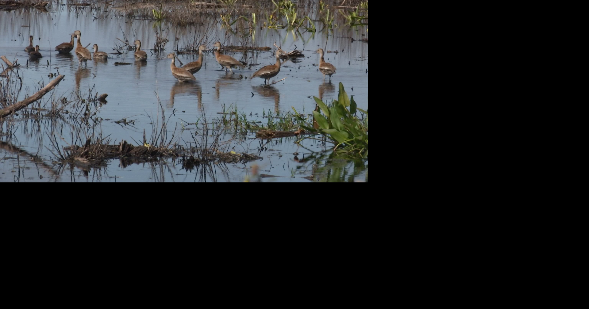 ‘State of the Slough’ report shows how Everglades fared during summer ...