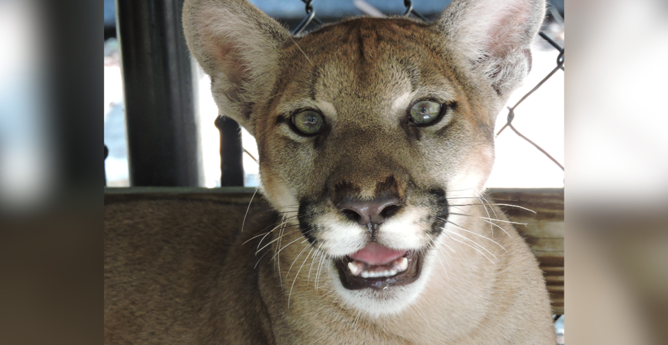 florida panther attacking
