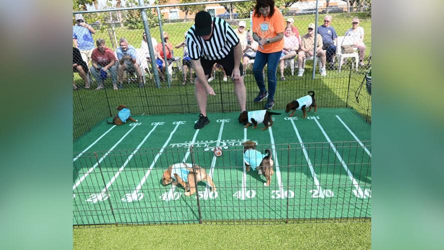 Move over, Super Bowl LIX–the Puppy Bowl is coming to Cape | Lee County ...