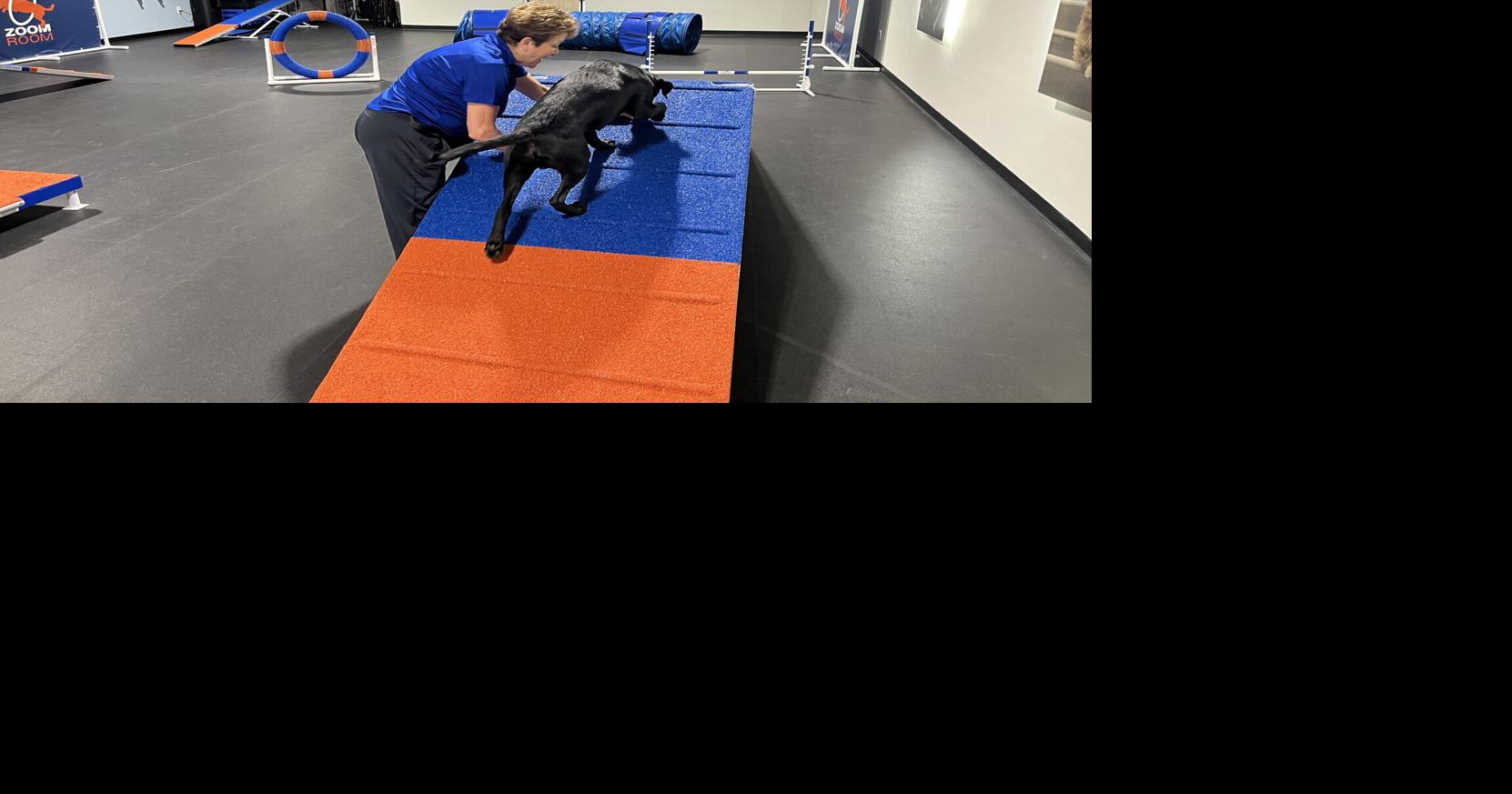 Zoom Room dog obedience, agility classroom opens in North Naples ...