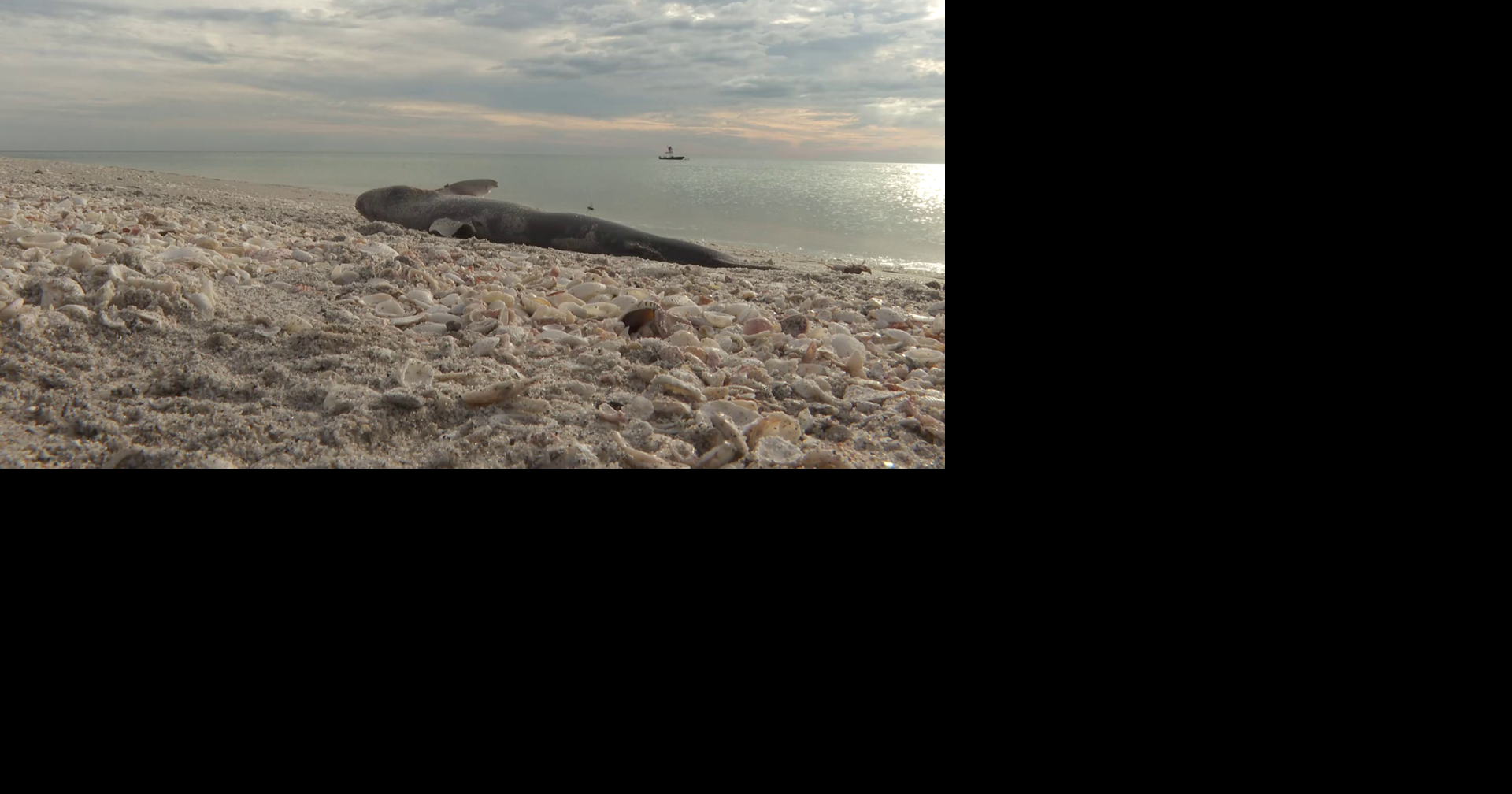 Dead fish spotted on Englewood Beach due to red tide | Charlotte County ...