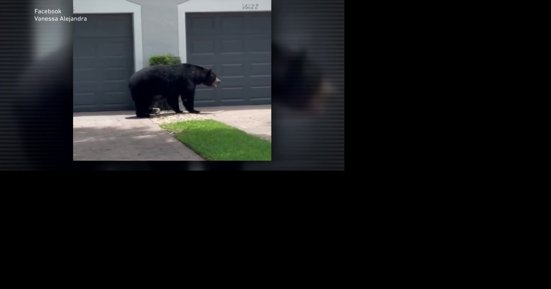 North Naples woman records bear roaming her neighborhood | Collier ...