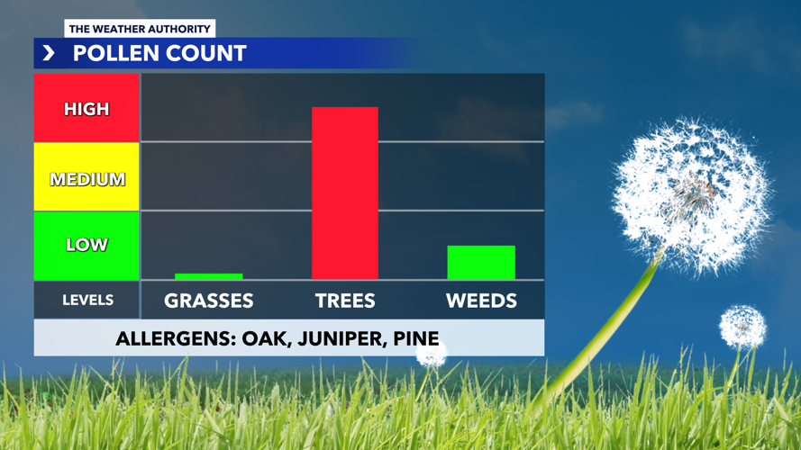 pine tree pollen count today