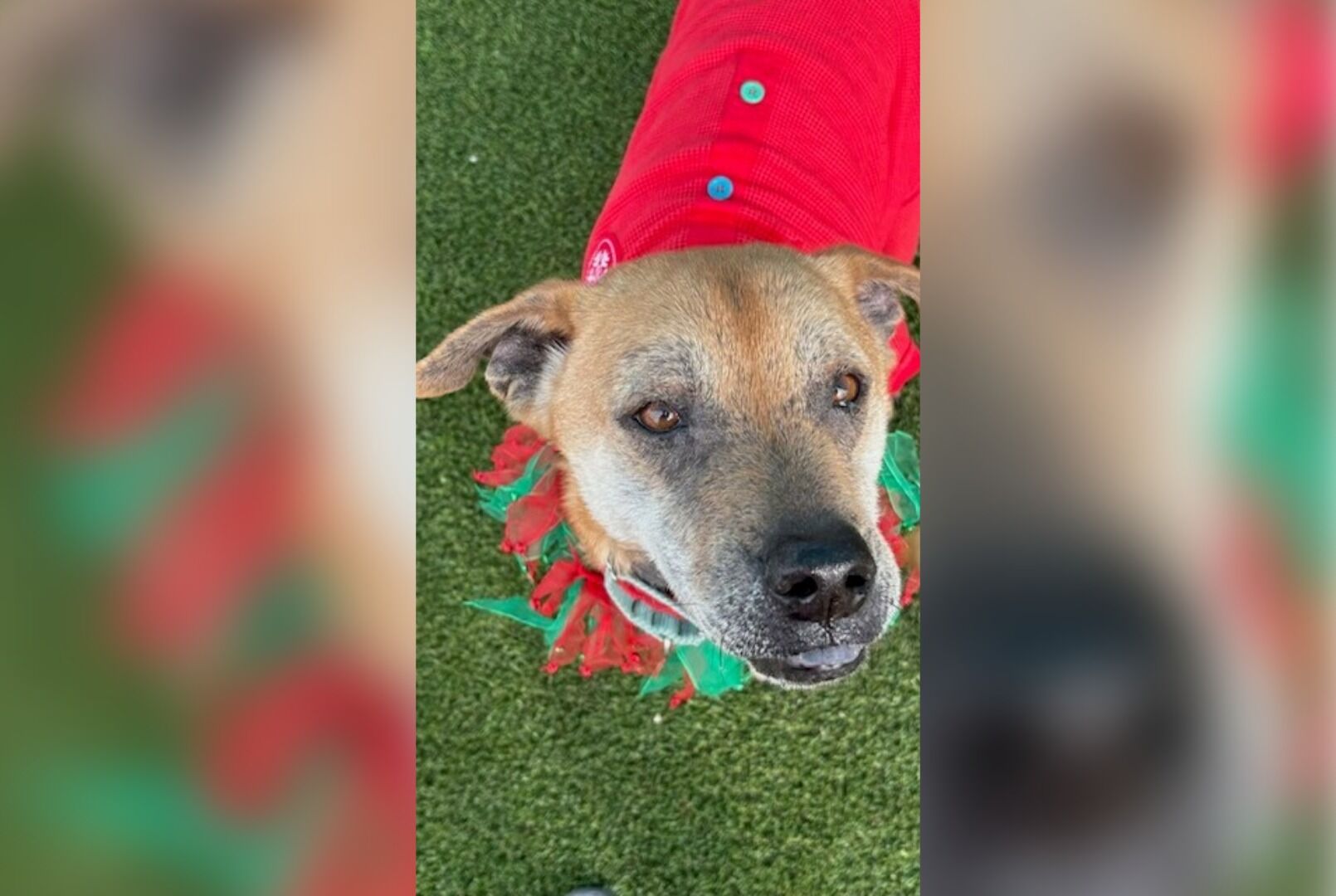 Cape Coral dog seeking home after almost 700 days in shelter | Lee ...