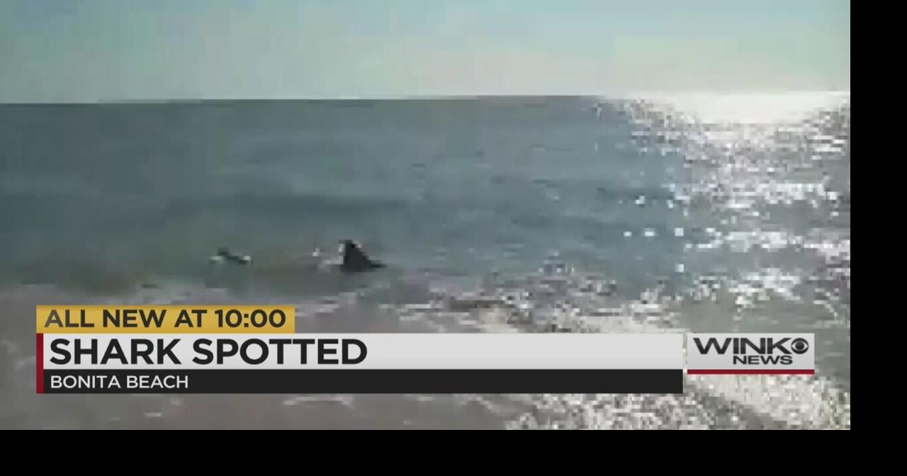 Big shark caught on video on Bonita Beach shoreline | News | winknews.com