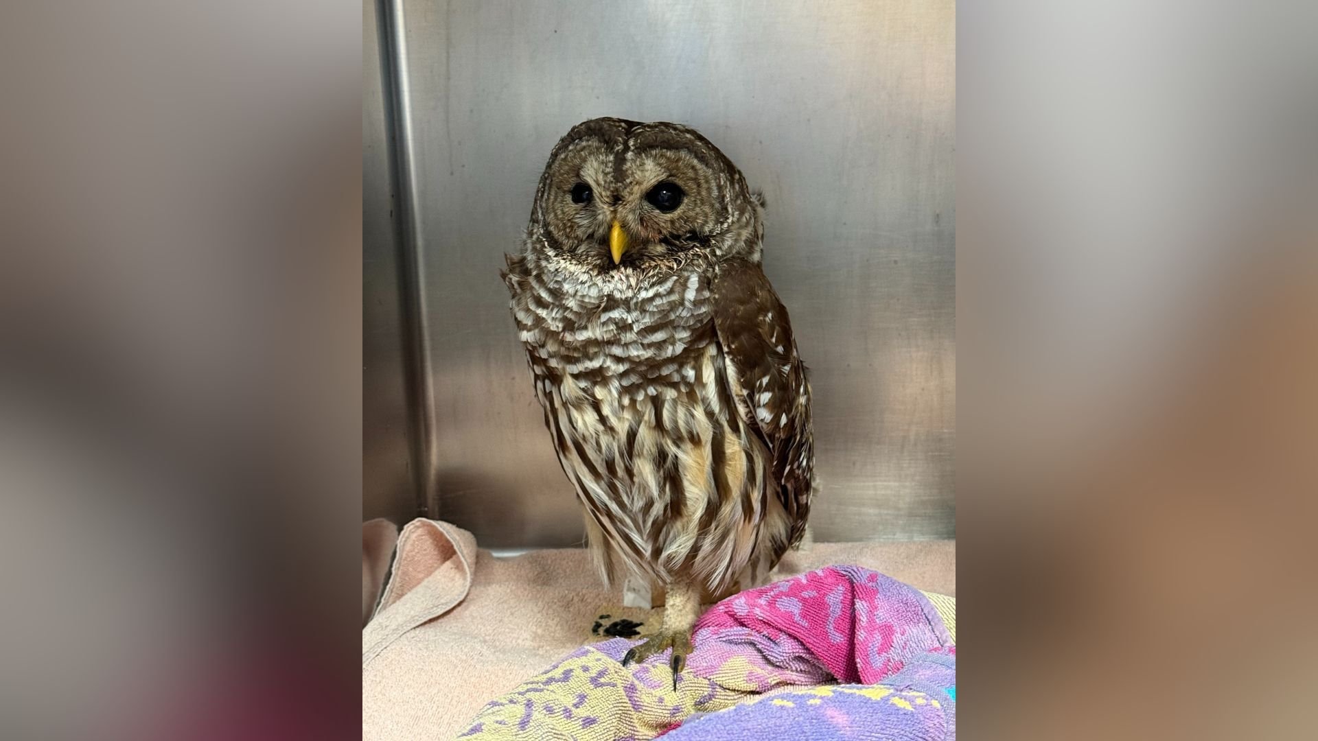 CROW rehabilitates barred owl believed to be injured by vehicle strike ...