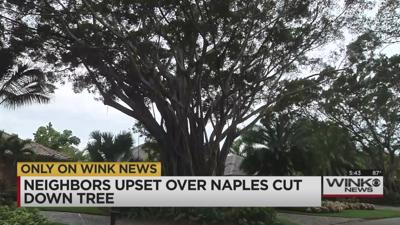 trees cut down without permission