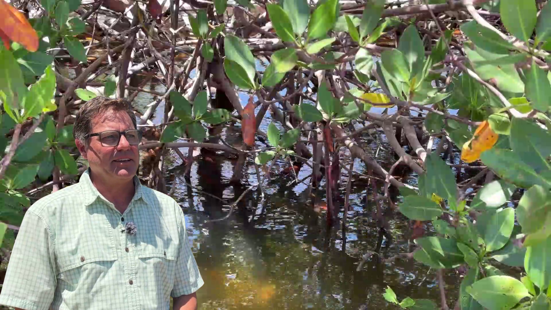 Sanibel's mangroves are rebounding after Ian, but new threat looms ...