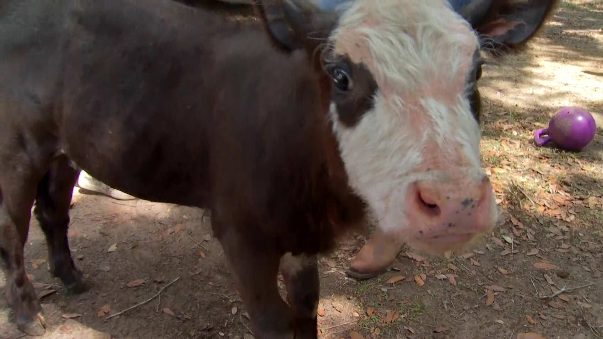 An Animal Experience Awaits at Scatter Joy Acres’ Florida Sanctuary ...