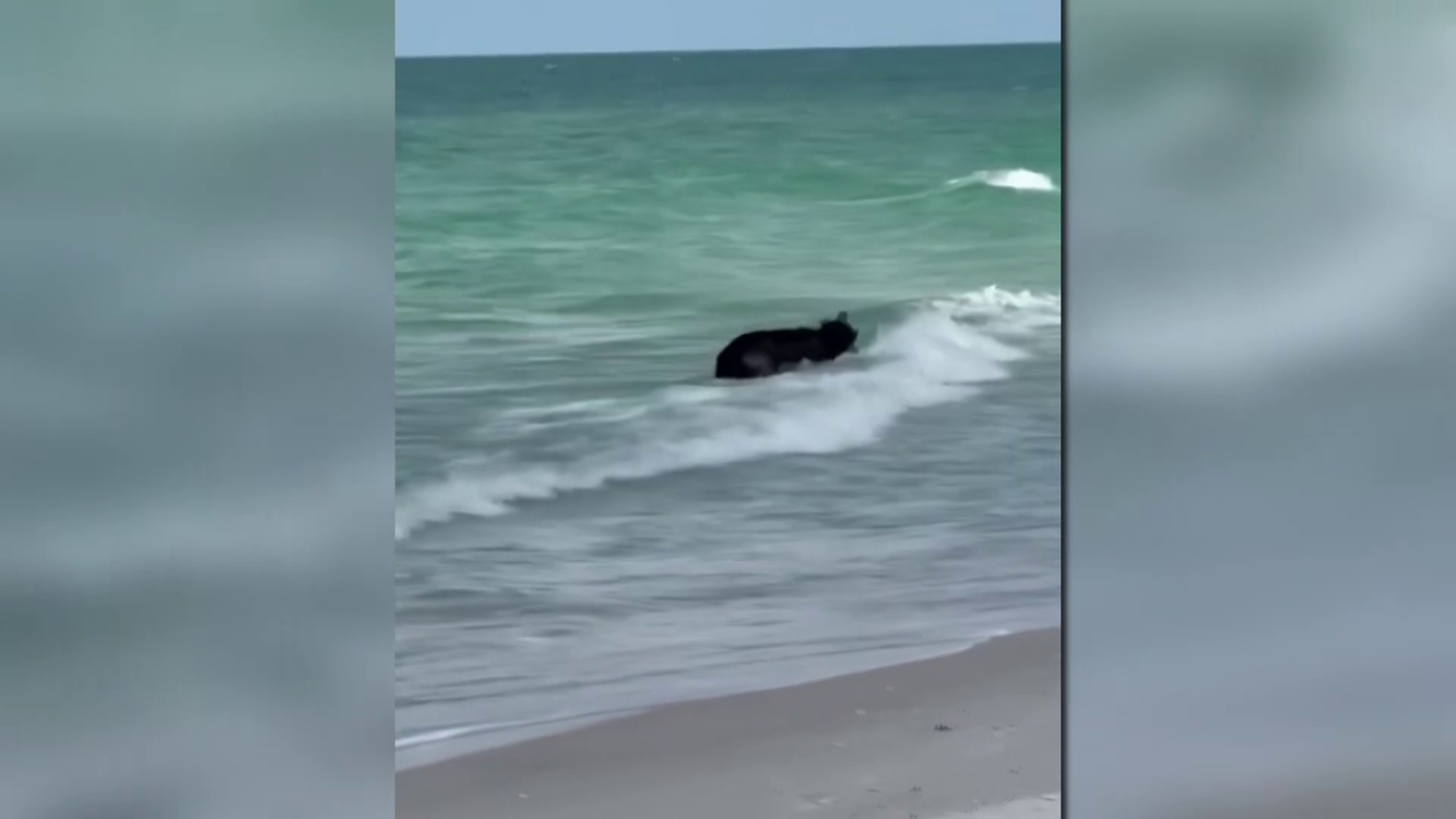 Naples beachgoers stunned by rare black bear visit amid usual dolphin ...