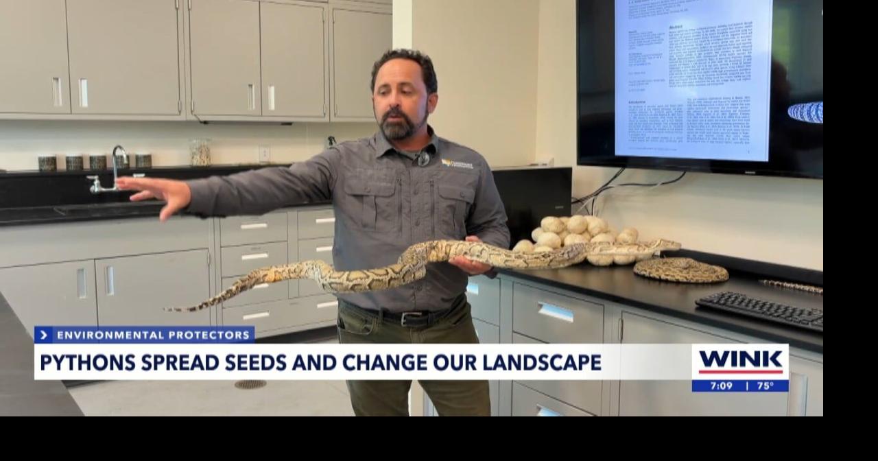 Burmese pythons in Everglades may change landscape by spreading seeds ...