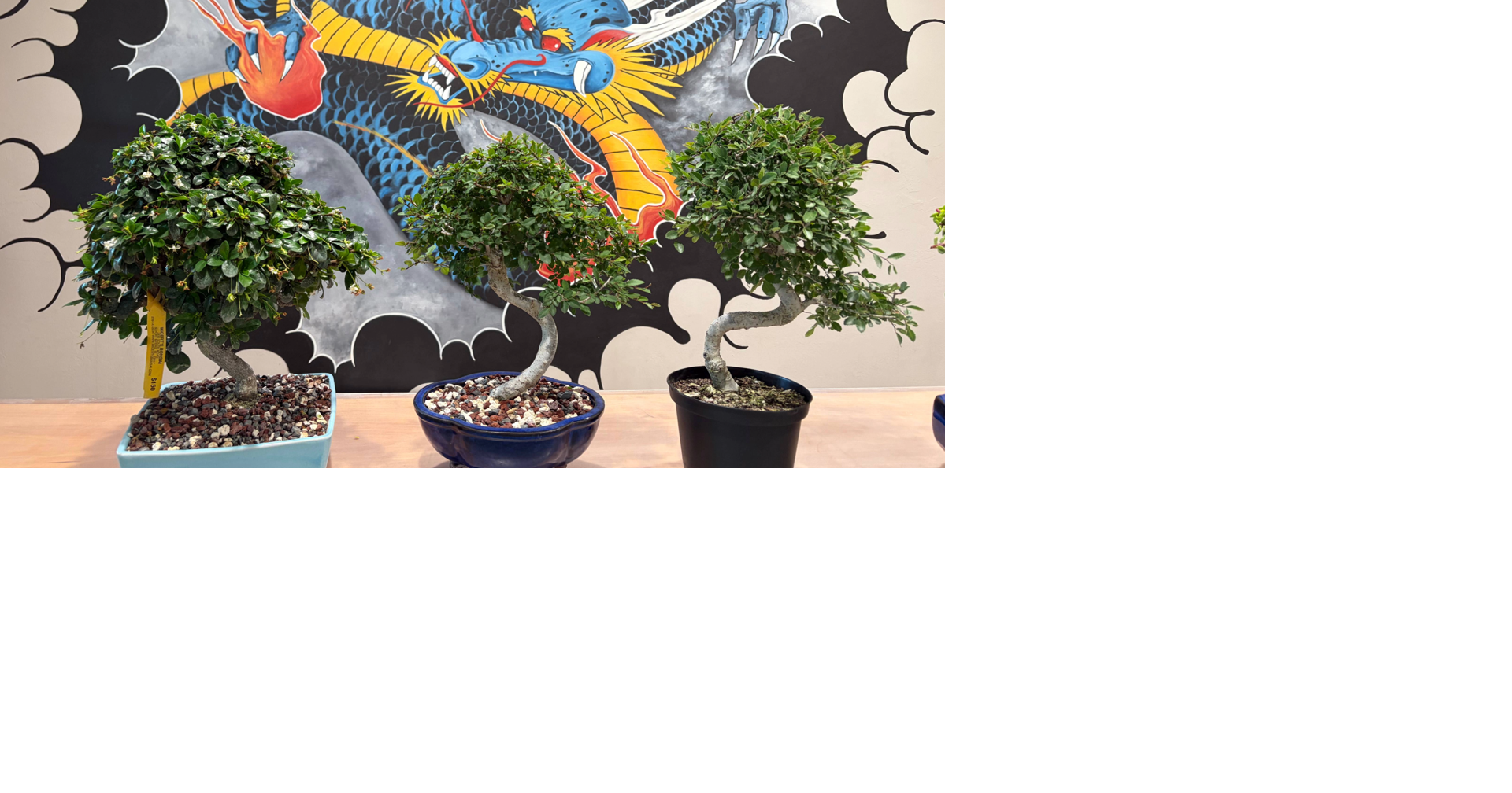 Wigert's Bonsai Nursery grows one of the nation’s largest Bonsai ...