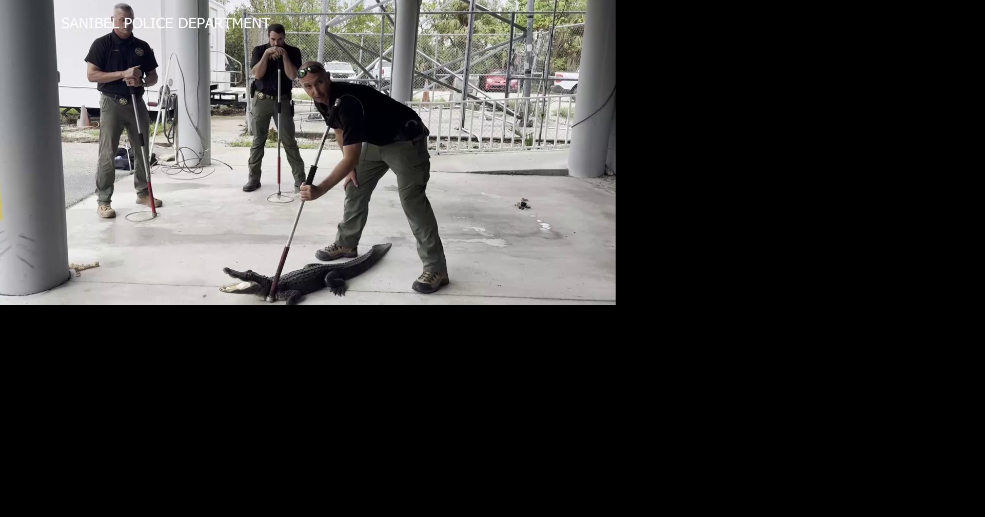 Sanibel police trained and certified to catch alligators by FWC | Lee ...