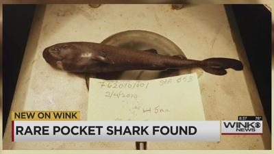rare shark found