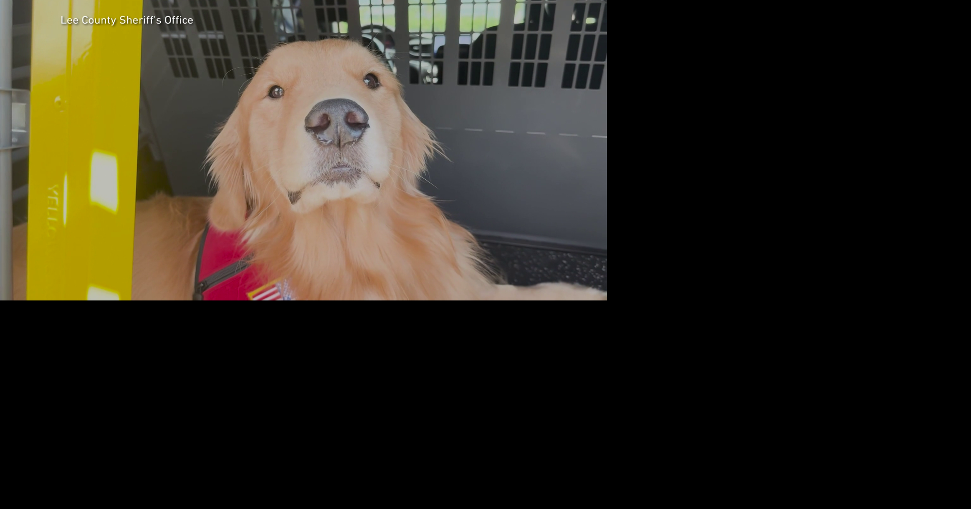 LCSO launches K-9 unit to provide emotional support for community | Lee ...