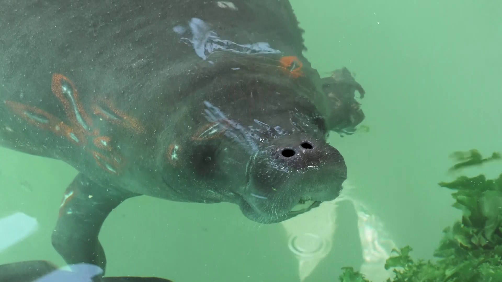 Florida manatee deaths up in 2025; Lee County among hardest-hit areas ...