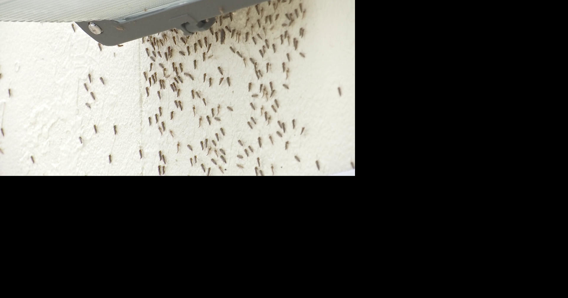 Collier County launches pilot program to fend off mosquitoes, diseases ...