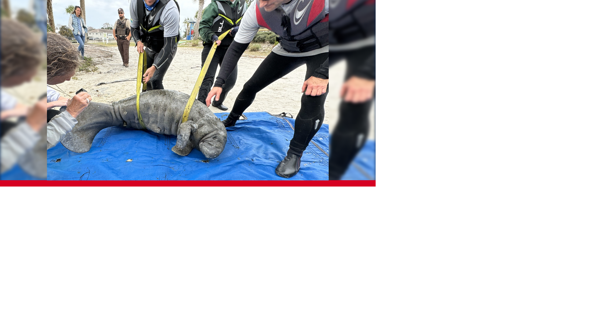 Manatee with declining bodily condition rescued from Crystal River ...