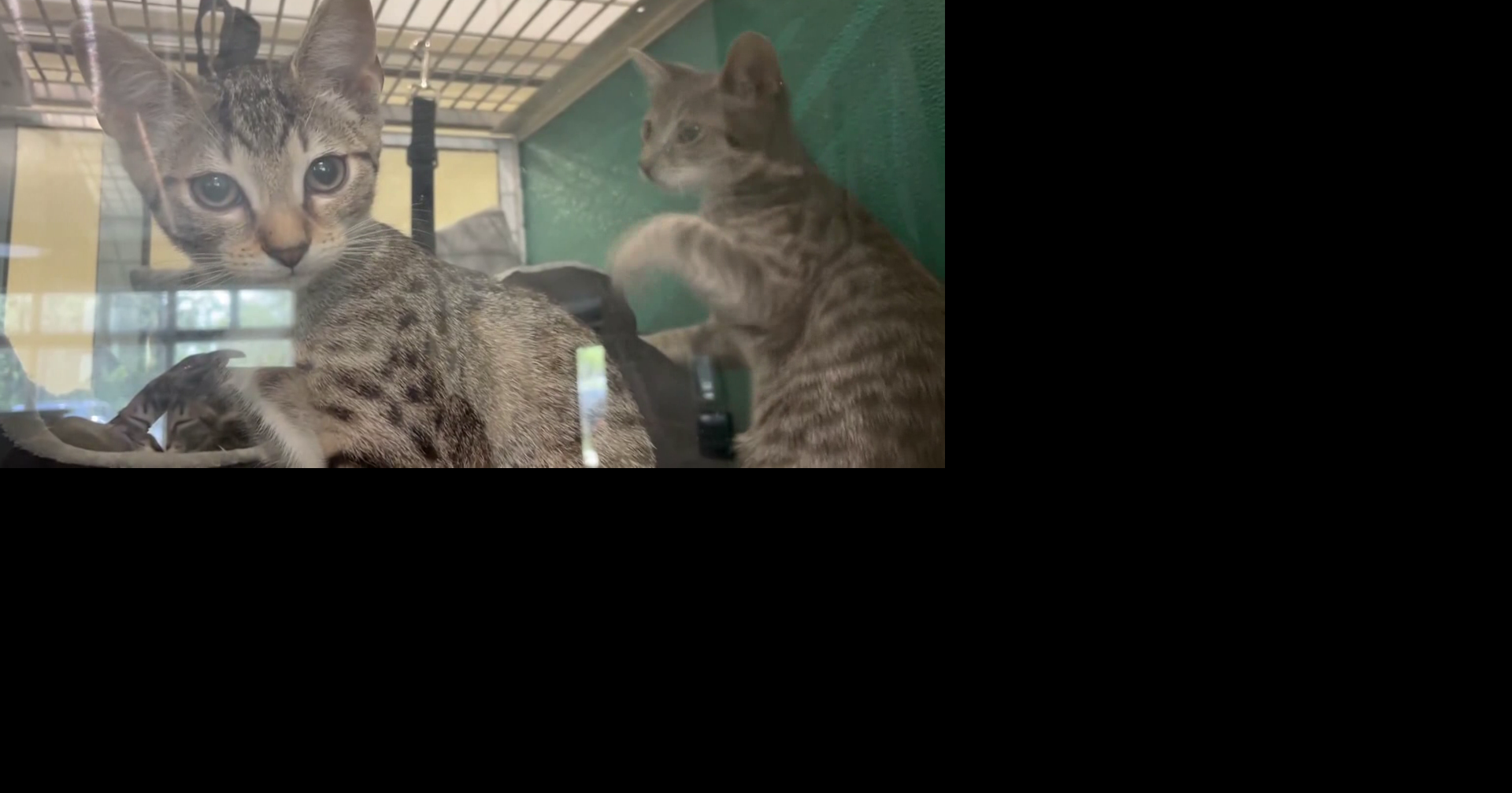 Lehigh Acres cat rescue at capacity, seeks... | SWFL News