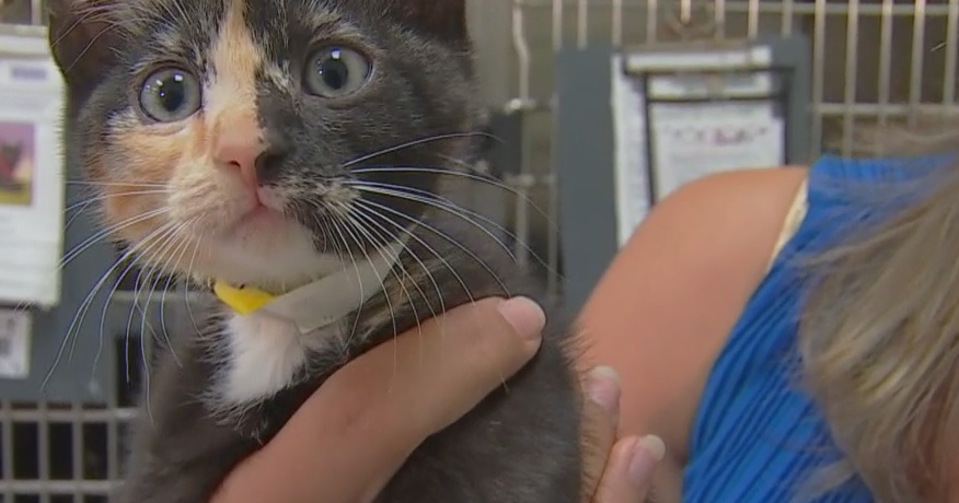 The Clewiston animal shelter is full | News | winknews.com