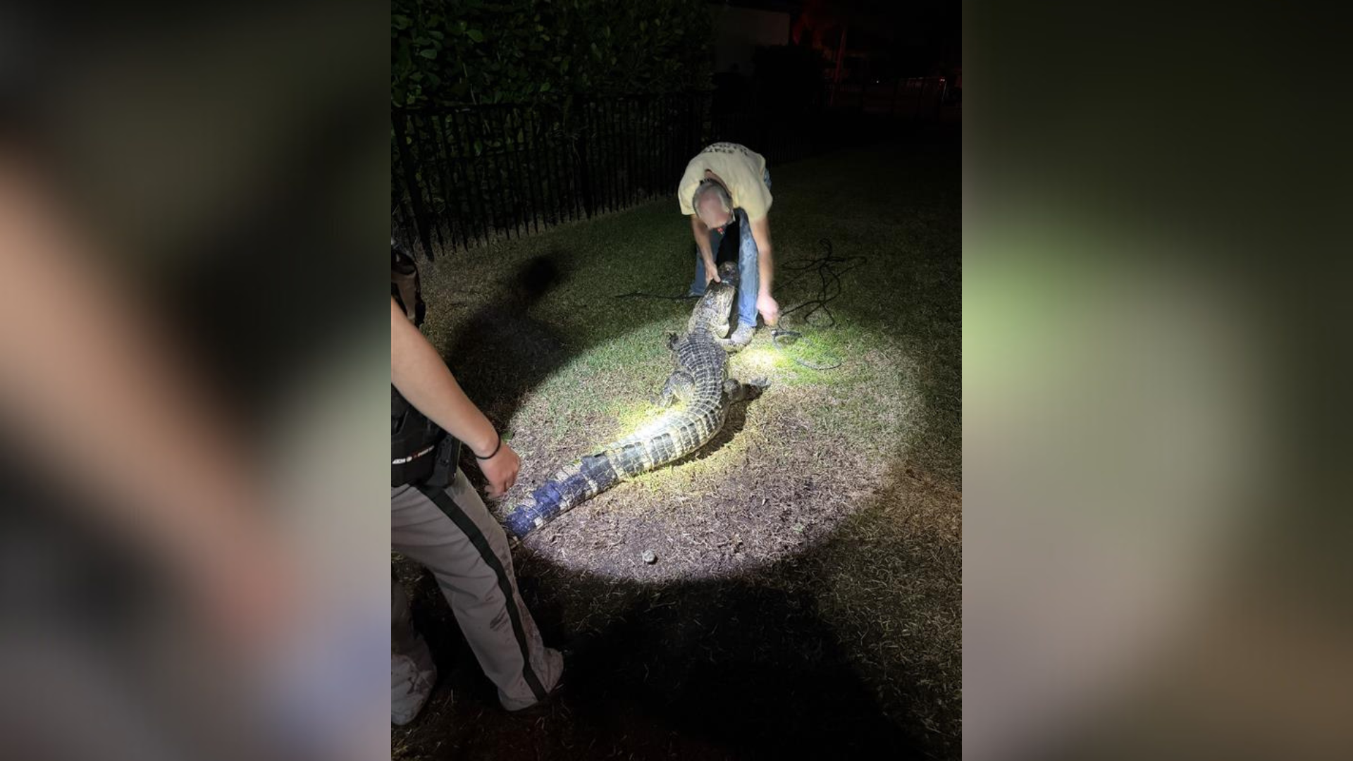 Massive alligator surprises Naples family in their backyard pool ...