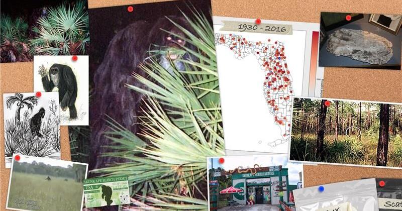 Charlotte County's Skunk Ape hunt returns, seeking explorers of all age ...
